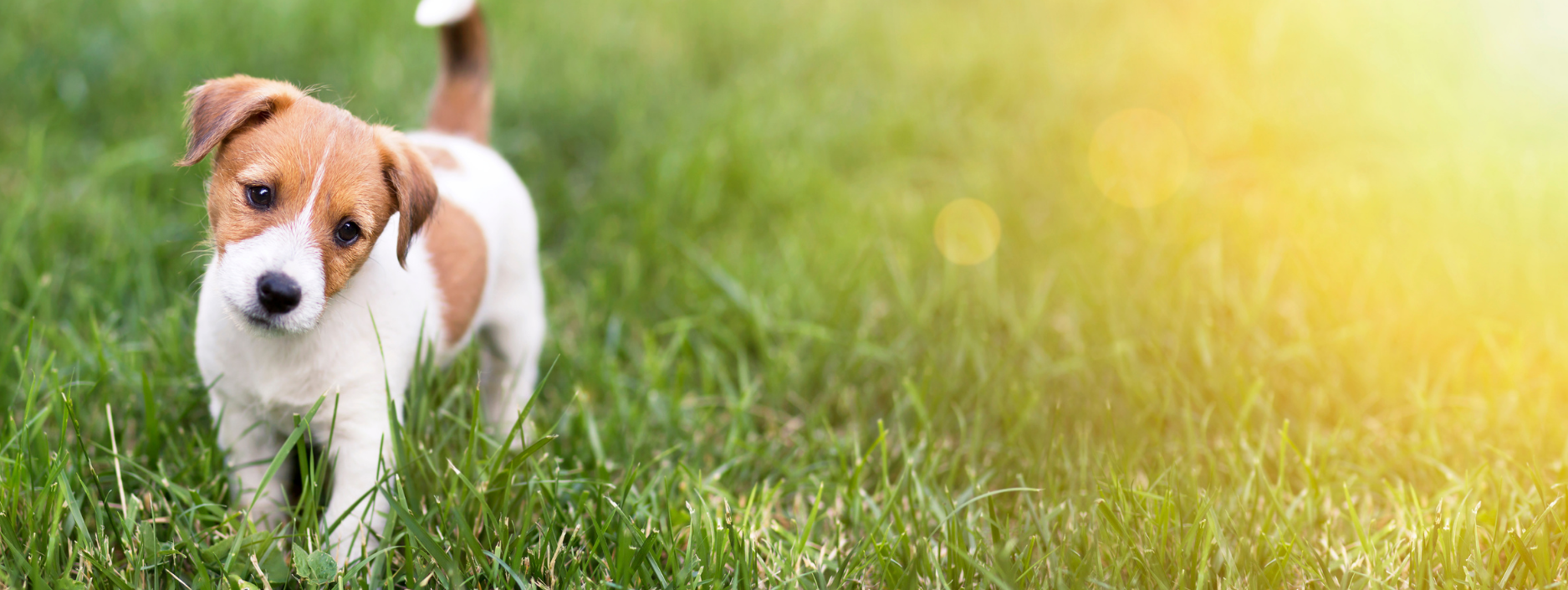 Donate A Car To The RSPCA | Car Donations for Animal Welfare