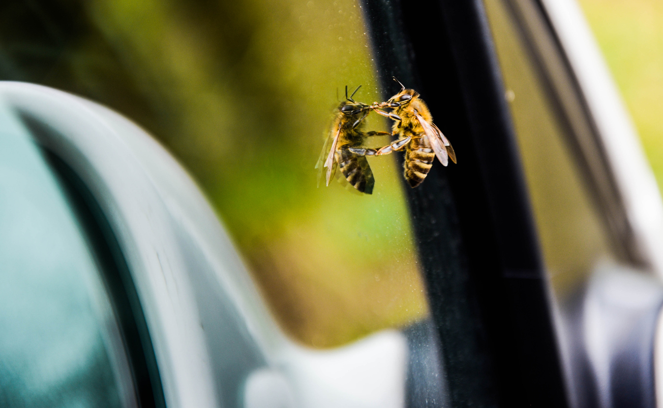 Little Buggers: What To Do If There’s An Insect Inside Your Car - Scrap ...