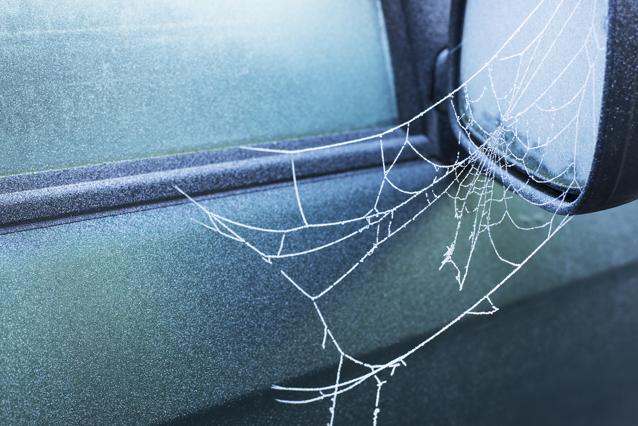 Little Buggers: What To Do If There’s An Insect Inside Your Car - Scrap ...